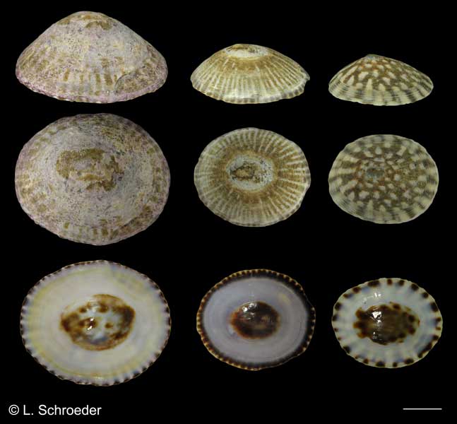 Gastropods - Acmaeidae, Lepetidae, Lottiidae, Siphonariidae, Trimusculidae